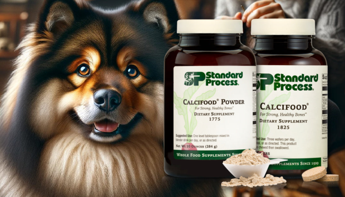 Calcifood® by Standard Process for Dogs: A Vet’s View on Enhancing Bon ...