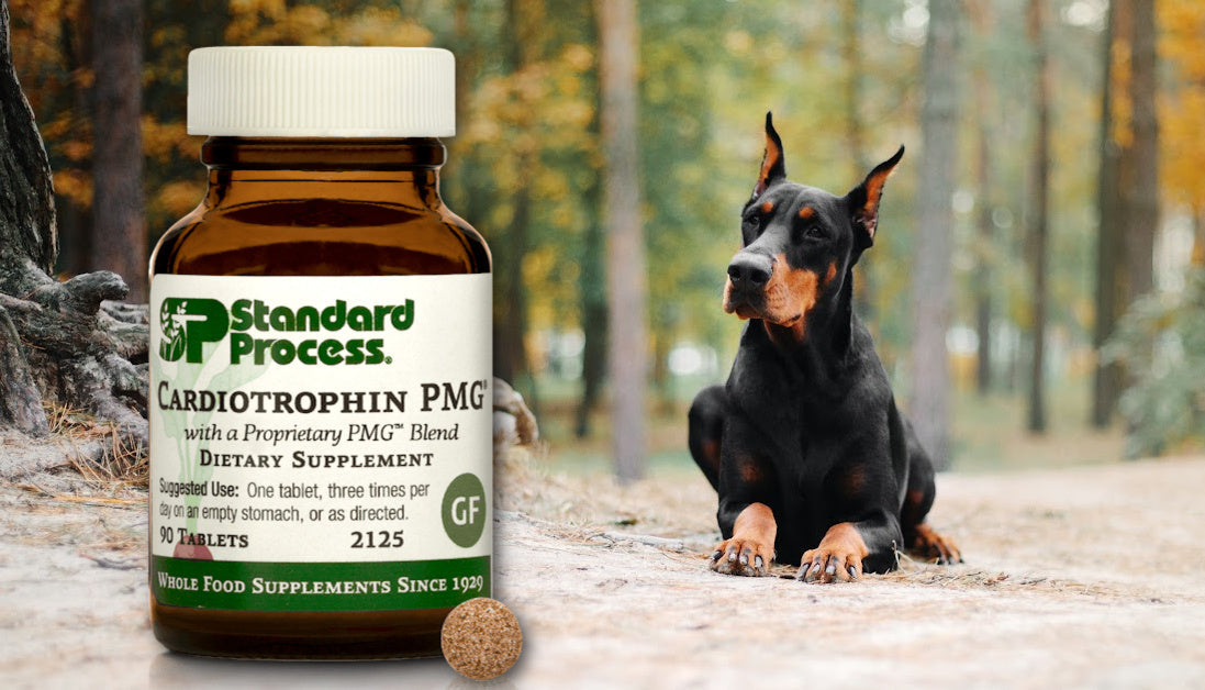 Cardiotrophin PMG® for Dogs by Standard Process: Heart Support & Care ...