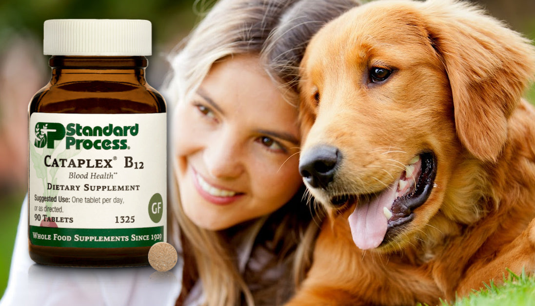 Cataplex® B12 for Dogs by Standard Process: Benefits, Use & Care ...