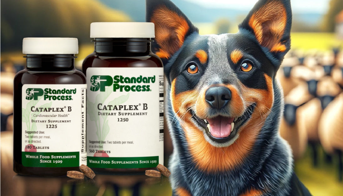 Cataplex® B by Standard Process for Dogs : Nervous & Heart Health - Ve ...