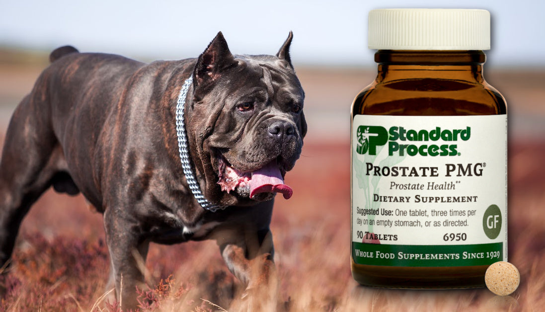 Prostate PMG® for Dogs by Standard Process: Causes, Symptoms, Care & P ...