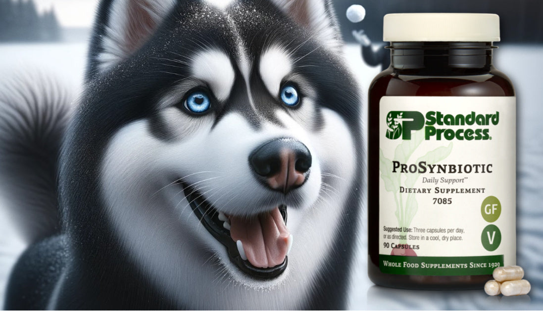 ProSynbiotic for Dogs by Standard Process: Digestive and Immune Suppor ...
