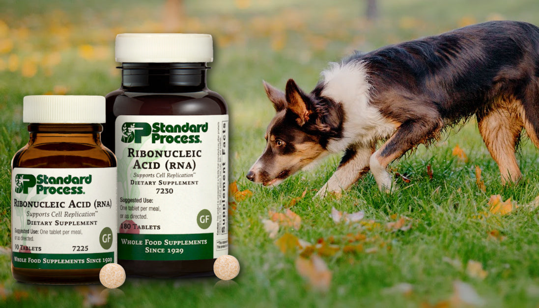 Ribonucleic Acid for Dogs by Standard Process: Benefits, Uses and Dosa ...