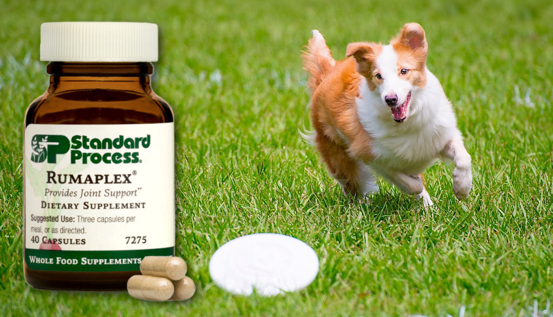 Rumaplex® for Dogs by Standard Process: Liver Support, Bile Flow & Met ...