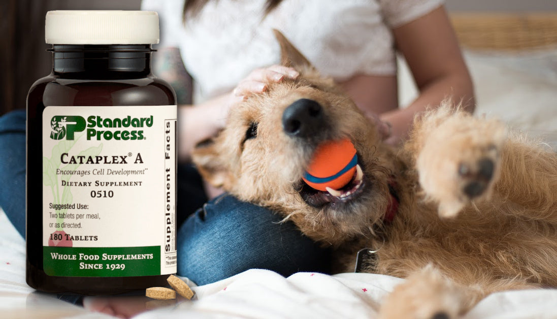 Cataplex® A for Dogs by Standard Process: Vision, Skin, Immune Care ...