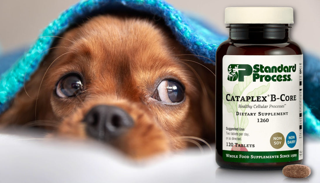 Cataplex® B-Core for Dogs by Standard Process: Energy, Metabolism & Ne ...