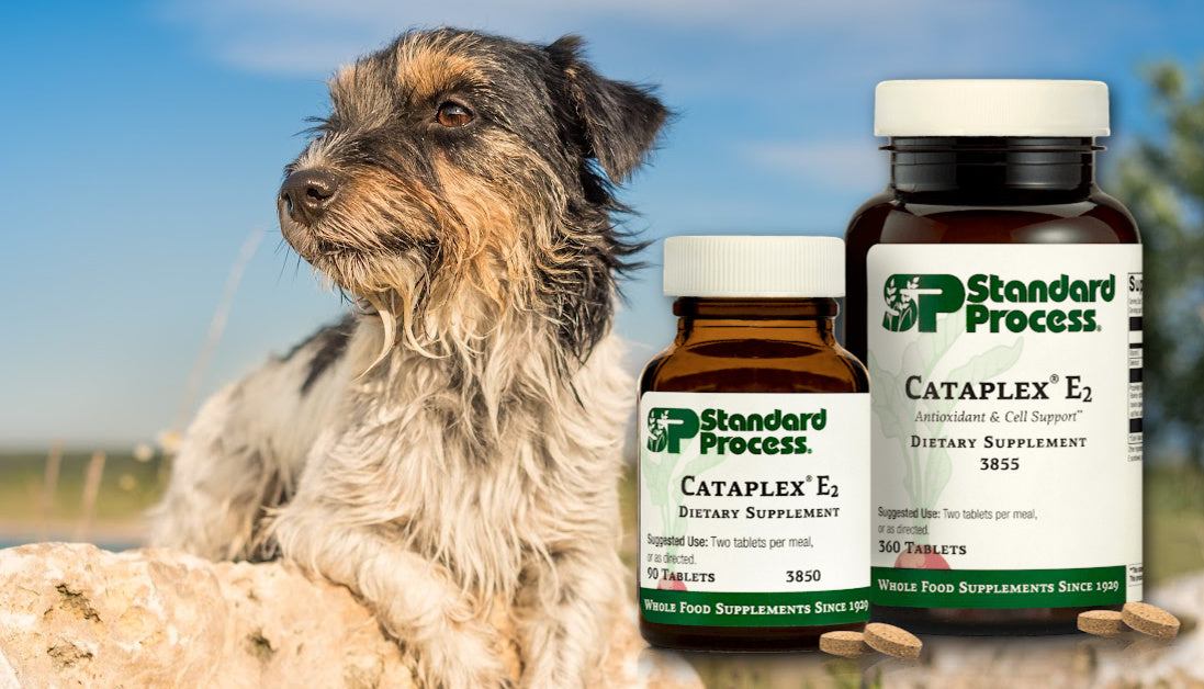 Cataplex® E2 for Dogs by Standard Process: Heart, Muscle Care & Preven ...
