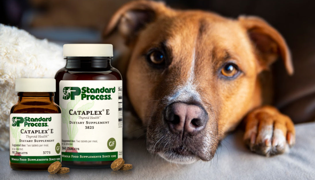 Cataplex® E for Dogs by Standard Process: Benefits, Uses, Safety ...