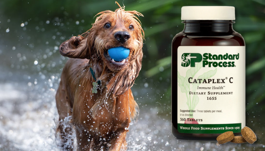 Cataplex® C for Dogs by Standard Process: Immune Care and Prevention ...