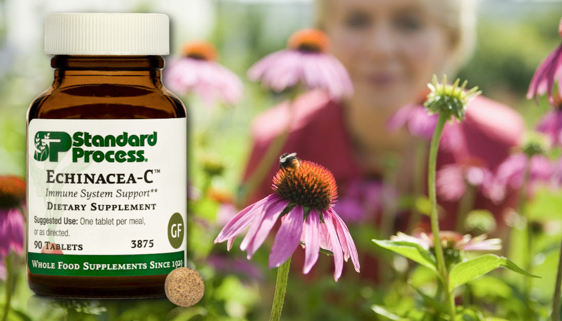 Echinacea C by Standard Process: Benefits, Safety, Uses and Support ...