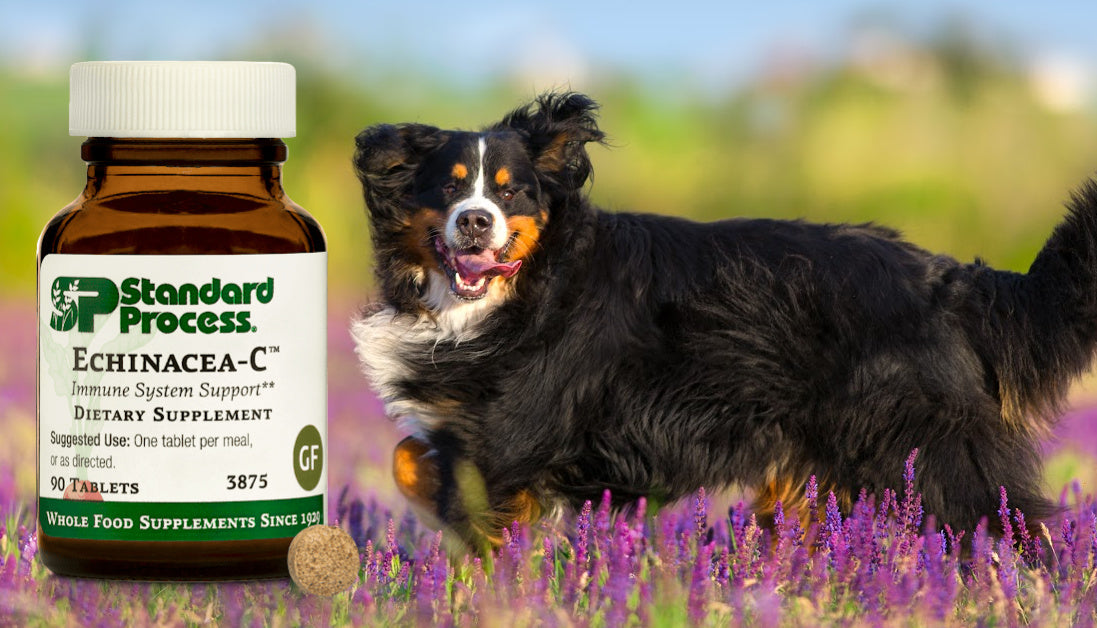 Echinacea-C™ for Dogs by Standard Process: Immune Causes, Care, Preven ...