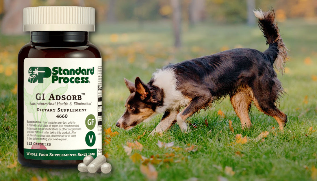 GI Adsorb™ for Dogs by Standard Process: Digestive and Detox – Journeys ...