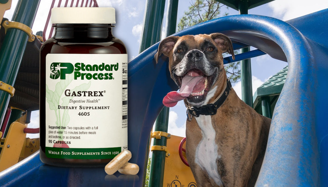 Gastrex® for Dogs by Standard Process: Digestive Support, Repair, and ...