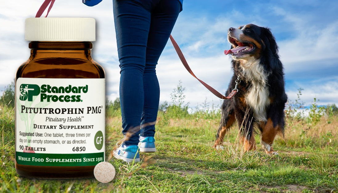 Pituitrophin PMG® for Dogs by Standard Process: Hormone Balance, Care ...