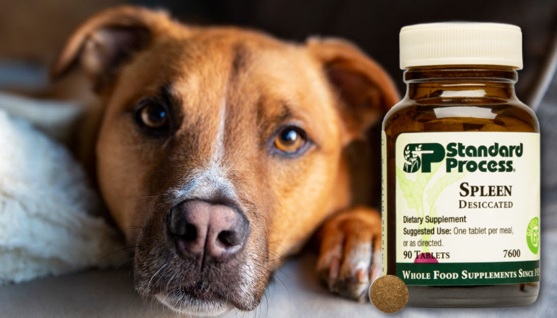 Spleen PMG for Dogs by Standard Process: Function, Imbalance, Care and ...