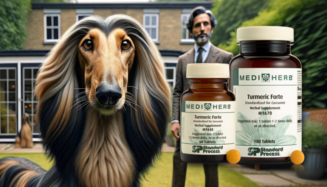 Turmeric Forte by MediHerb: Anti-Inflammatory, Vet Insights – Journeys ...