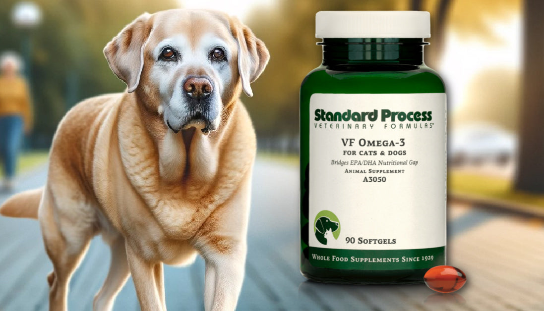 VF Omega-3 for Dogs by Standard Process: Skin & Heart Health, Vet-Advi ...