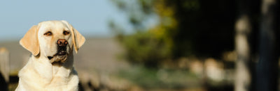 Cal-Ma Plus® by Standard Process- FAQ, Side Effects & Review – Journeys ...