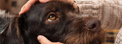 Symplex® F by Standard Process- Side Effects, Weight- Dr Review ...