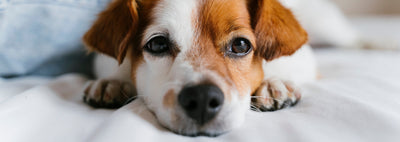 Biost® by Standard Process | Supports Bone Health – Journeys Holistic Life